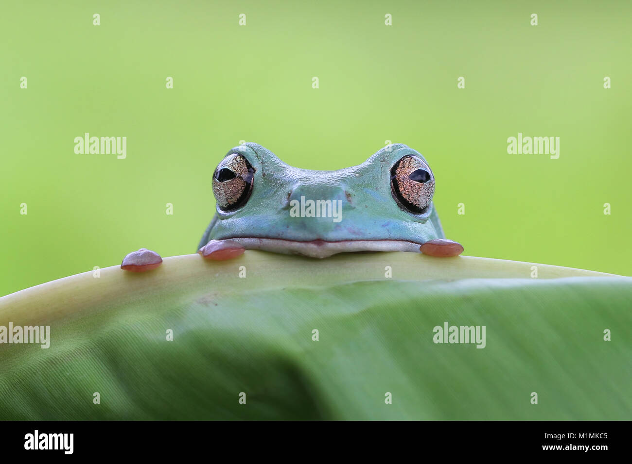 Dumpy tree frog looking over the edge of a leaf, Indonesia Stock Photo ...