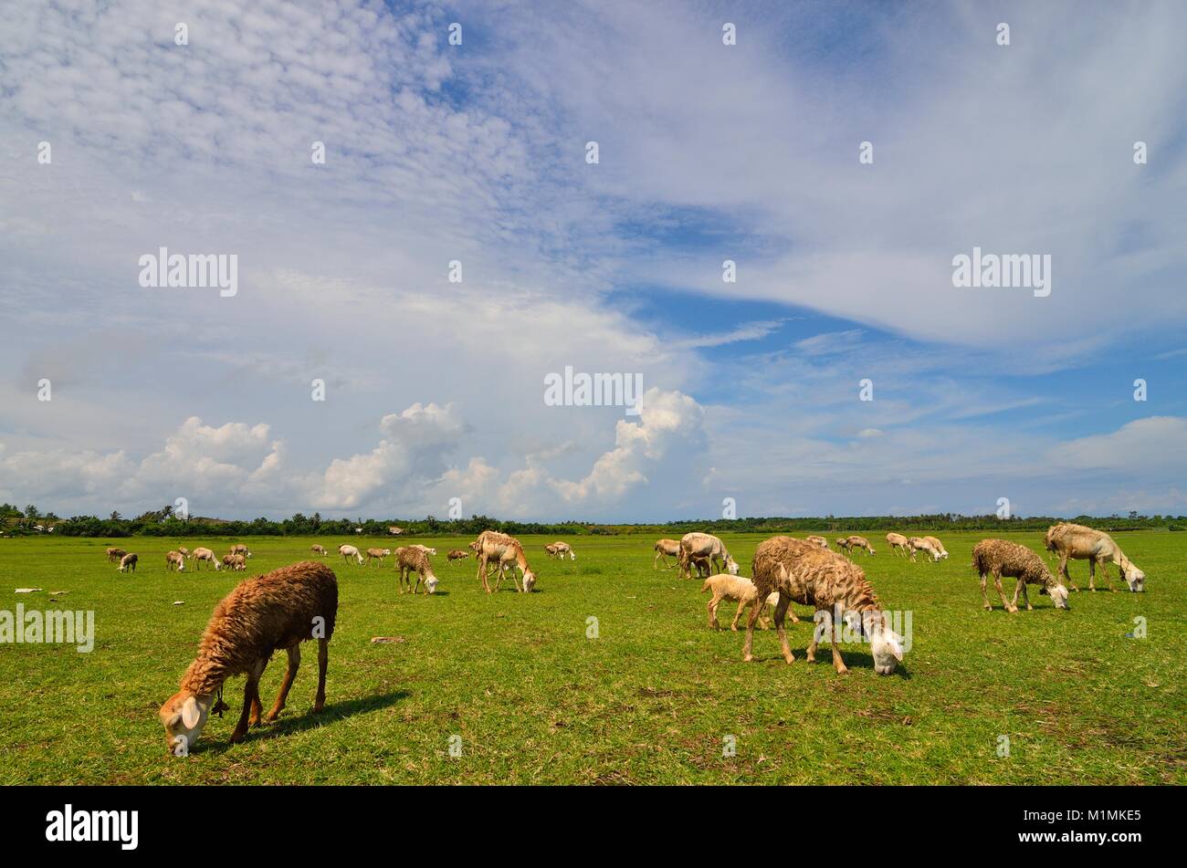 Sheep Grazing Feeding High Resolution Stock Photography and Images - Alamy