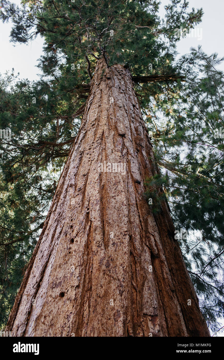 Sequoia tree vertical view hi-res stock photography and images - Alamy