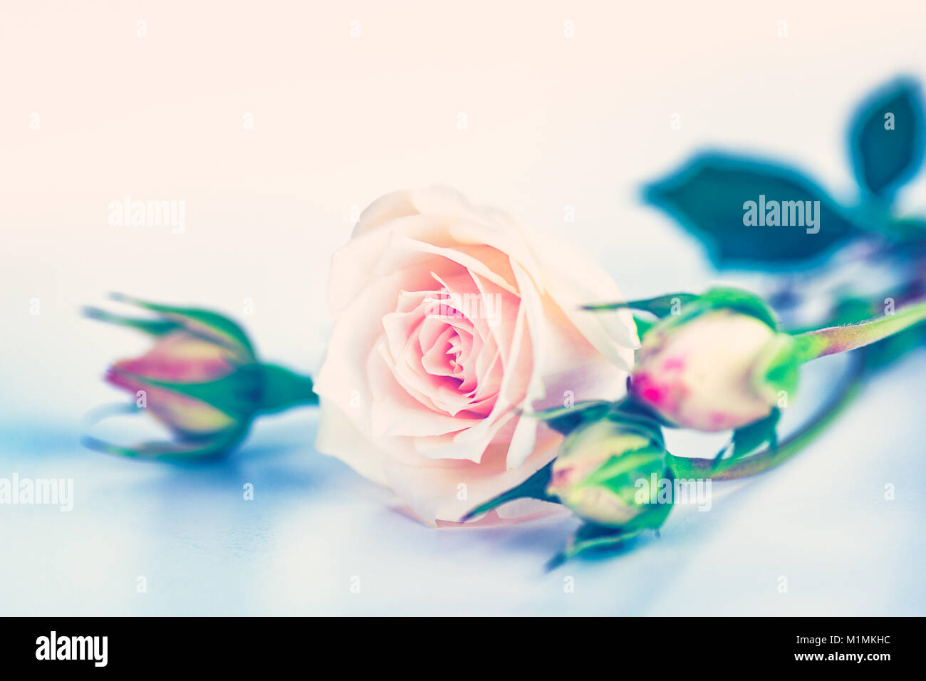 Soft pink dreamy roses, beautiful flowers bouquet over lite background ...