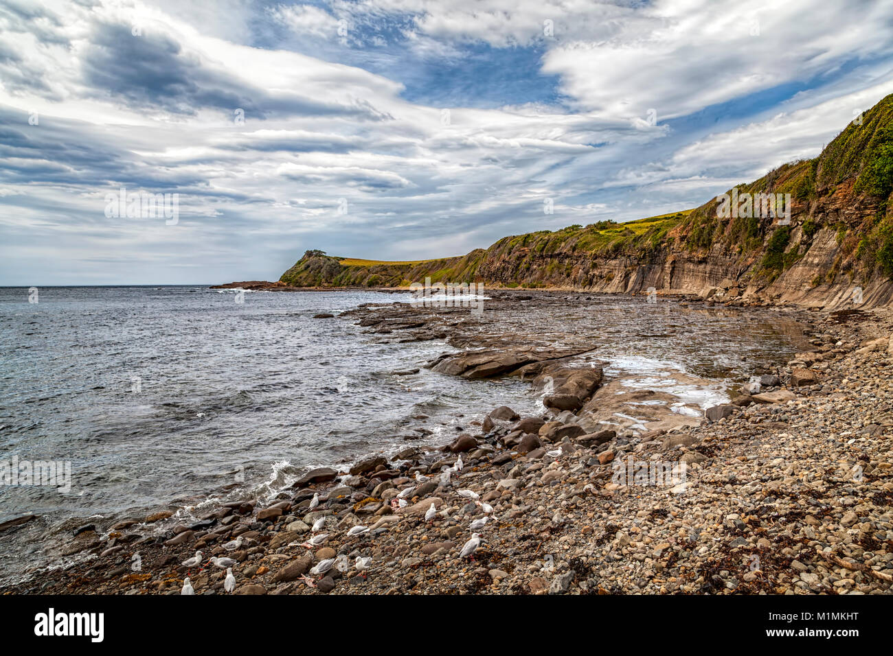 Birds on beach, Augusta, Western Australia, Australia Stock Photo - Alamy