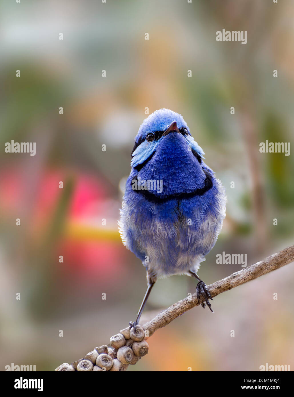 Splendid Fairy Wren (Malurus splendens) on a branch, Western Australia ...