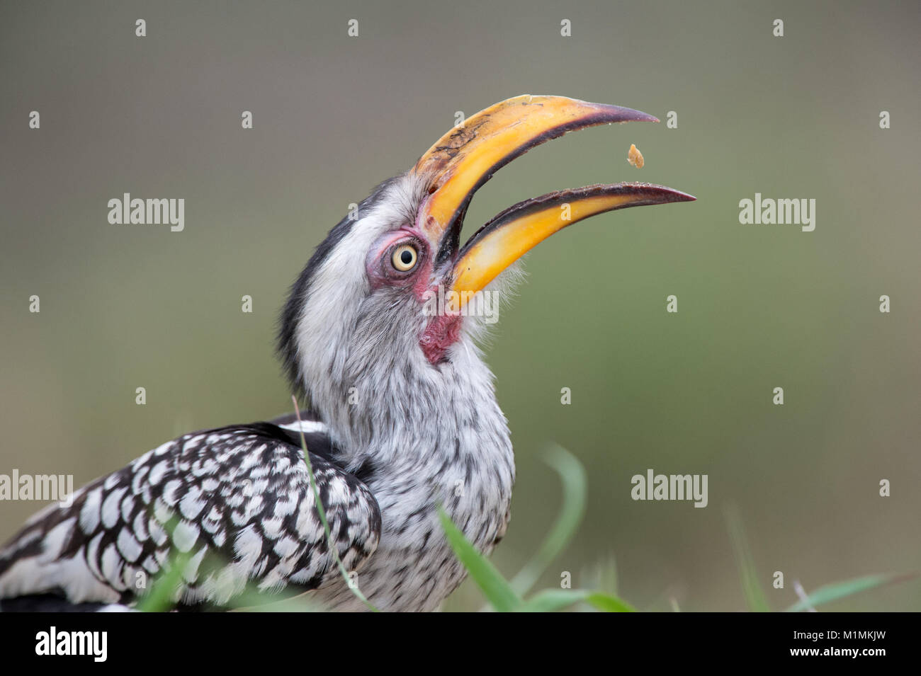 Yellow-billed hornbill with food in it's mouth, South Africa Stock ...