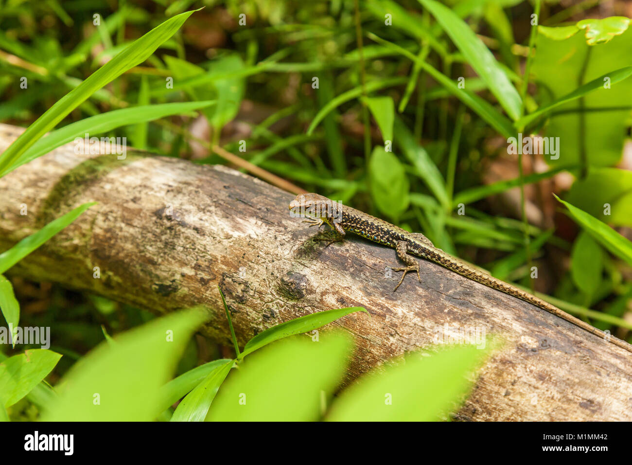 Gecko on a log hi-res stock photography and images - Alamy