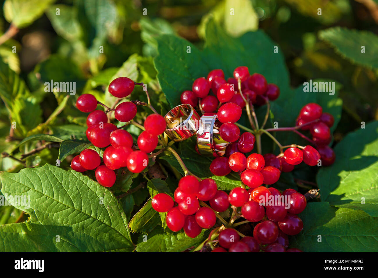 Wedding rings are on red berries. Wedding rings on berries Stock Photo ...