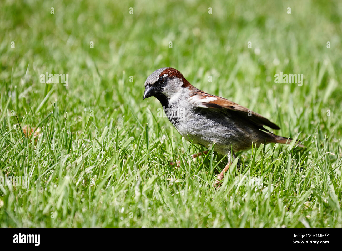 Common sparrow standing hi-res stock photography and images - Alamy