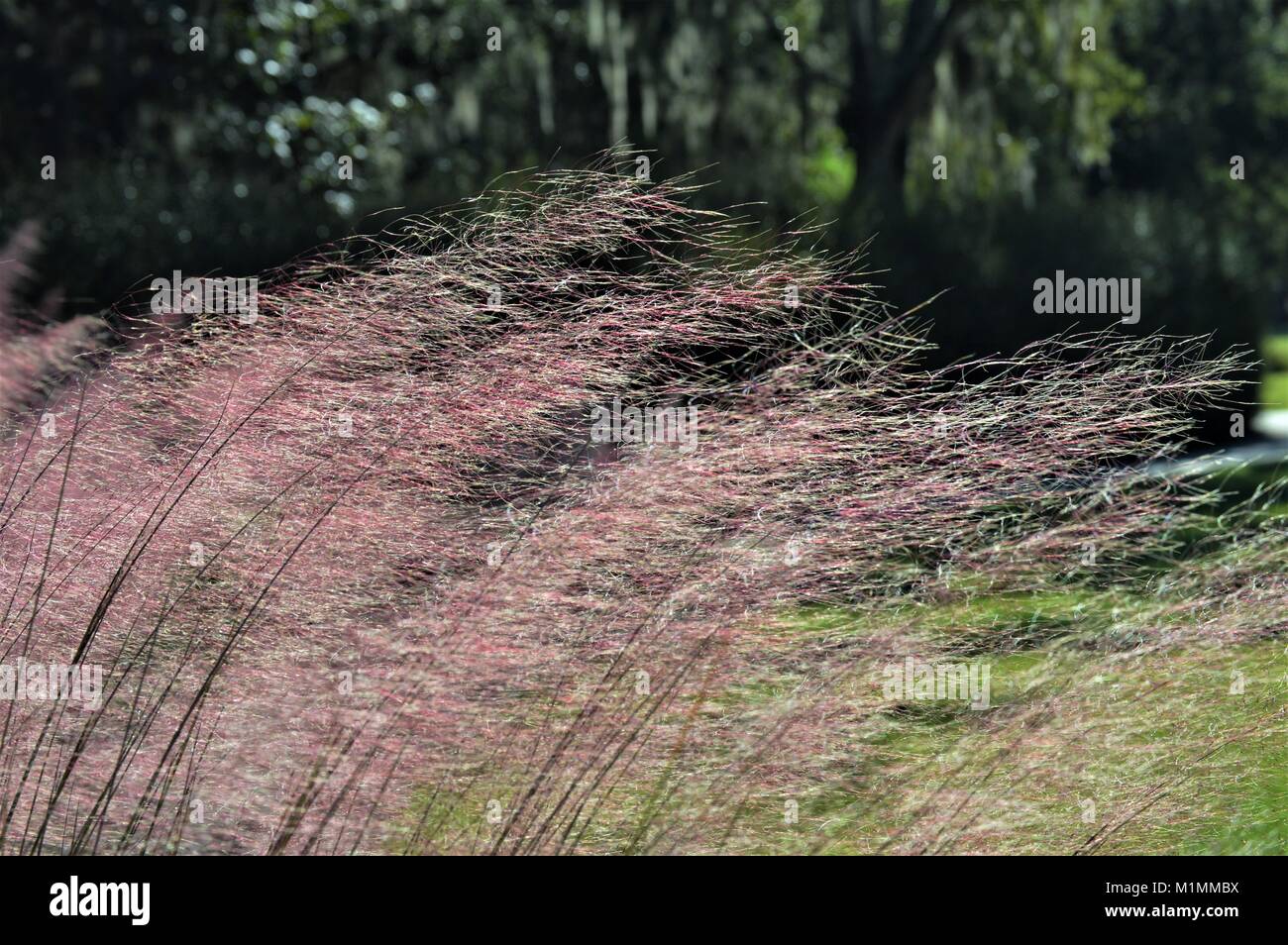 Florida gardening hi-res stock photography and images - Alamy