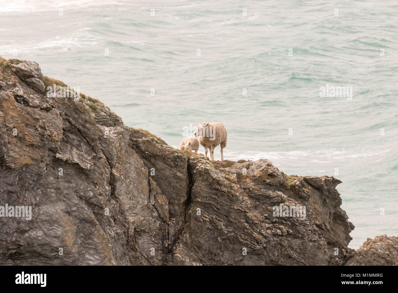 Wool From Sheep High Resolution Stock Photography and Images - Alamy