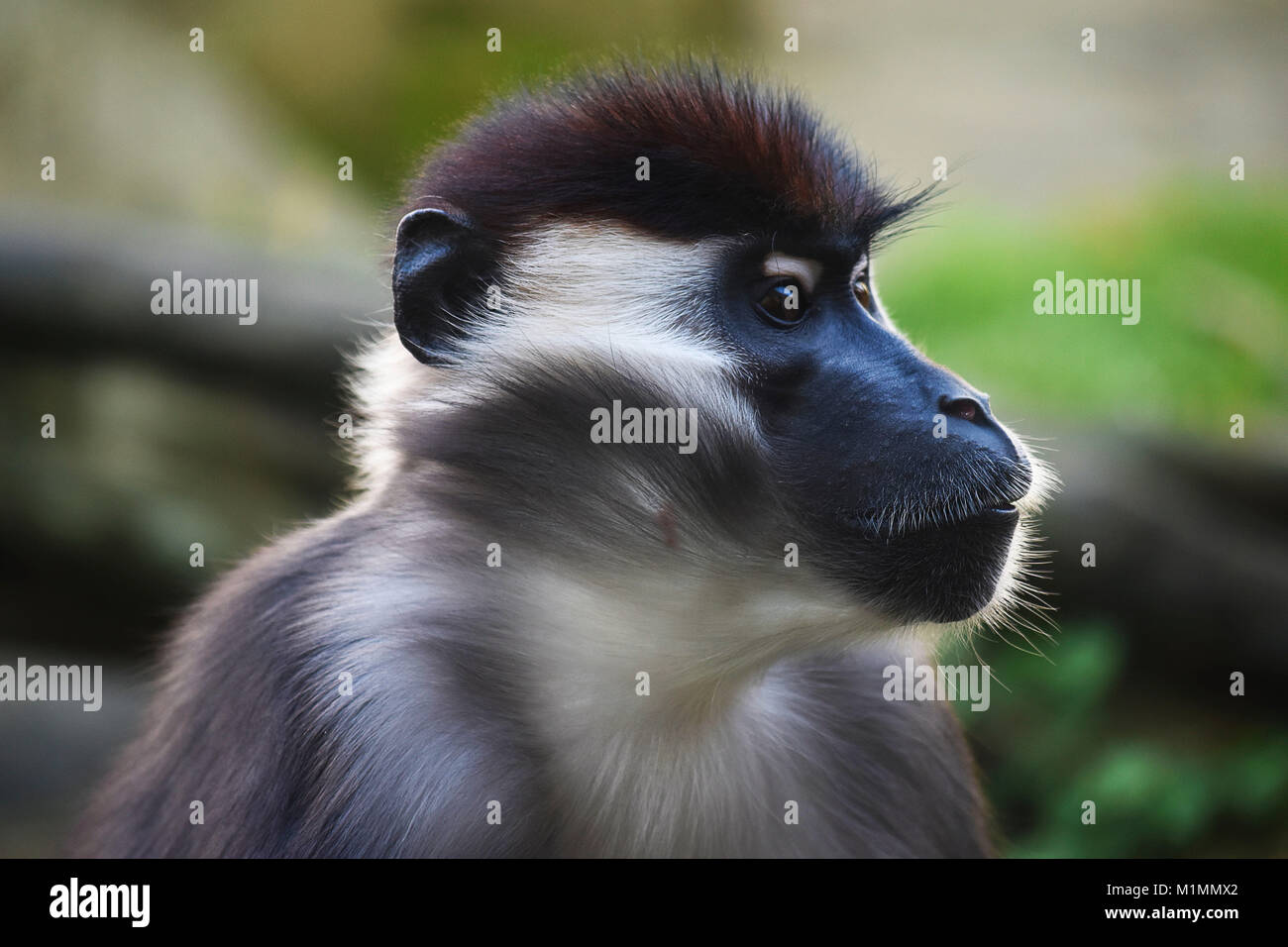 Monkey at Colchester Zoo, Essex Stock Photo - Alamy
