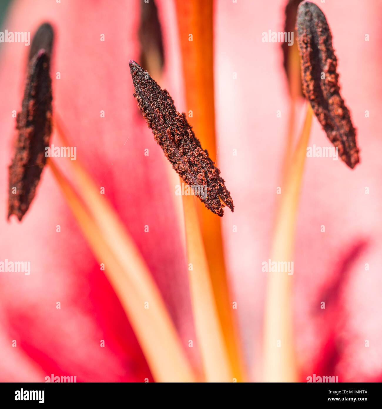 Pollen on lily anther hi-res stock photography and images - Alamy