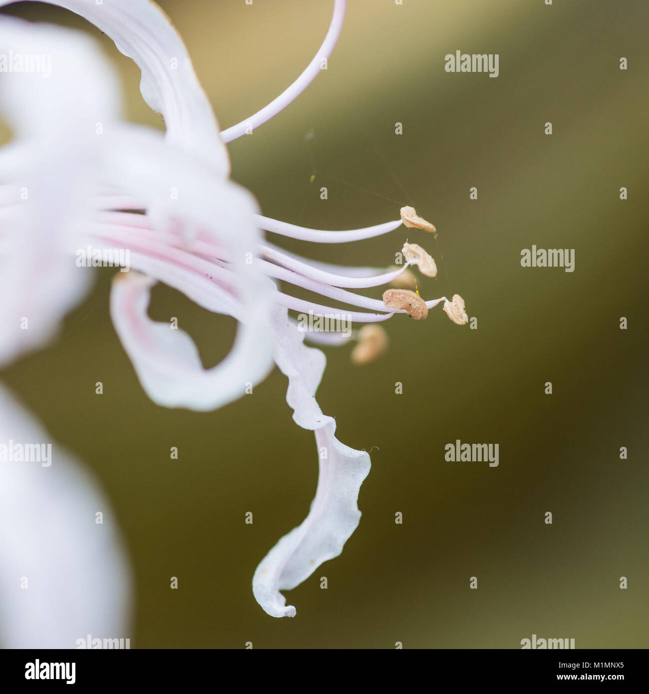 White nerine hi-res stock photography and images - Alamy