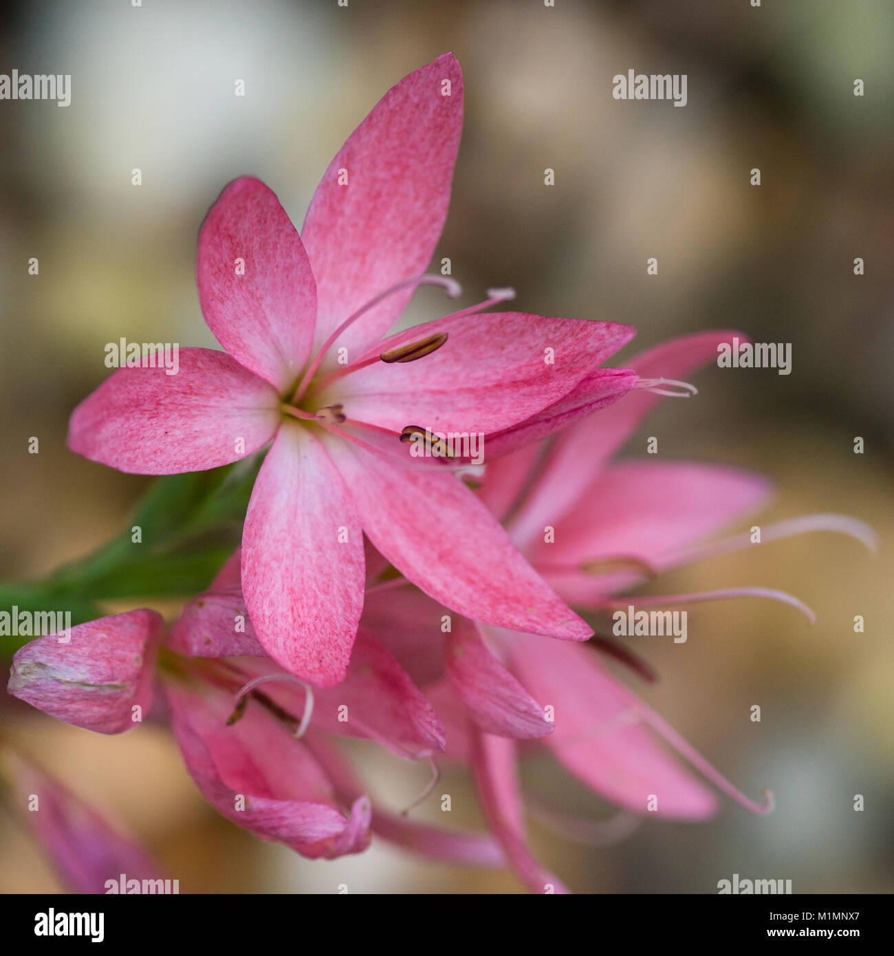 Hesperantha flower hi-res stock photography and images - Alamy