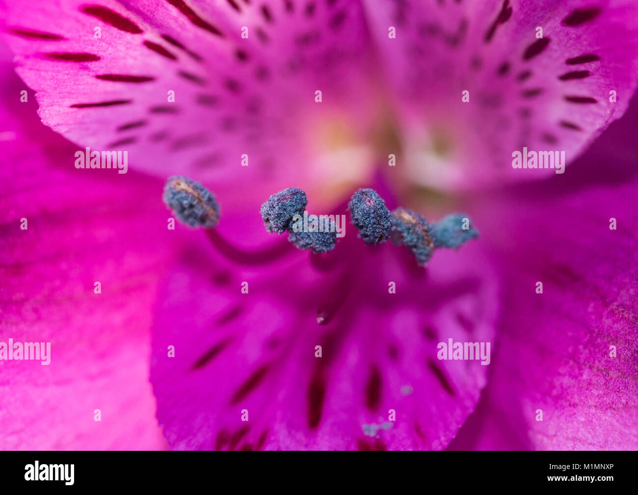 A macro shot of a purple peruvian lily with blue stamens Stock Photo ...