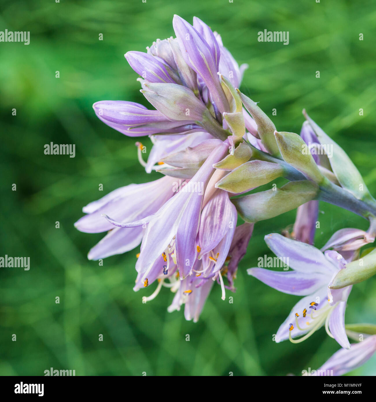 Blue hosta hi-res stock photography and images - Alamy