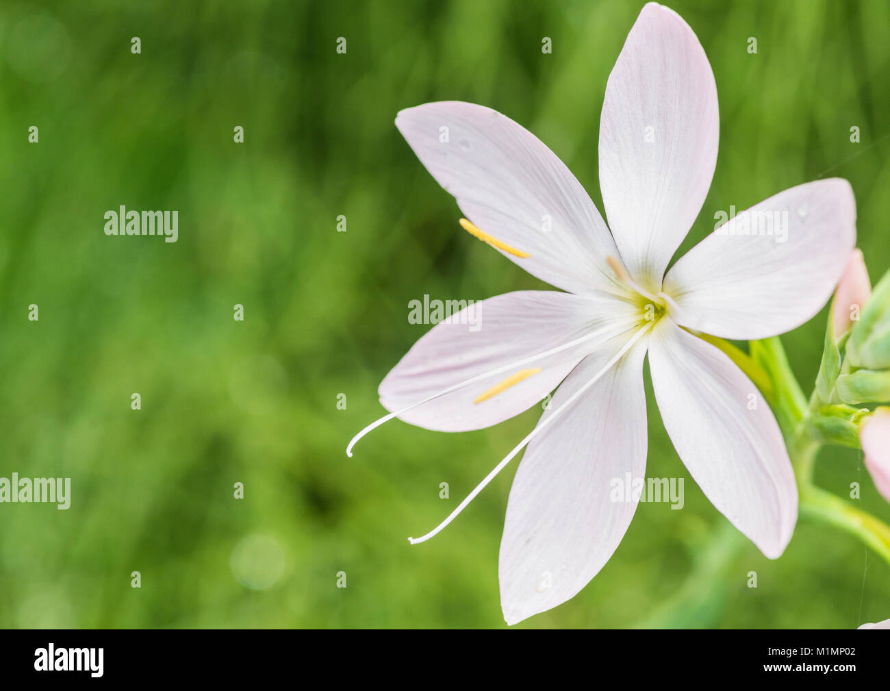 Hesperantha coccinea white hi-res stock photography and images - Alamy
