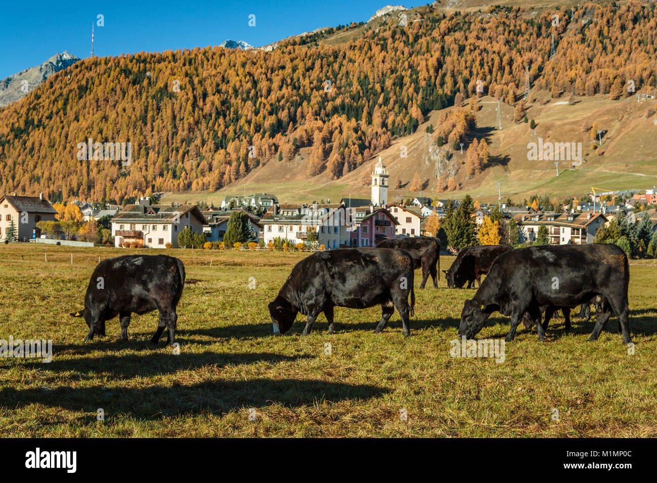 Cattle grazing in a pasture near the village of Celerina, Graubunden ...