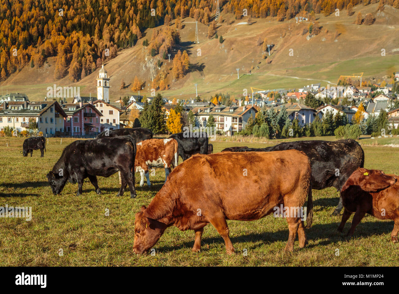 Cattle grazing in a pasture near the village of Celerina, Graubunden ...
