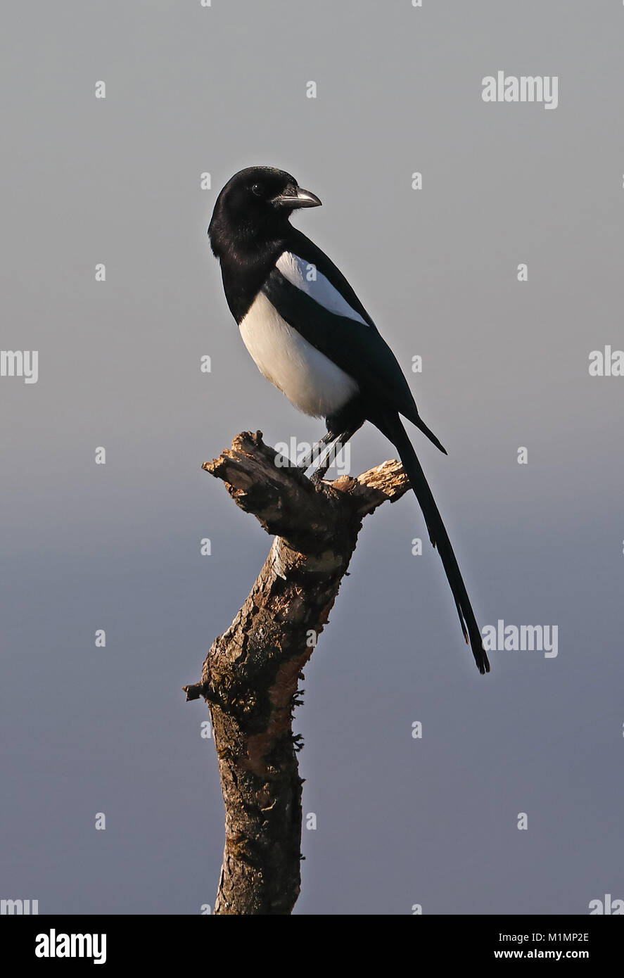 Common spanish birds hi-res stock photography and images - Alamy