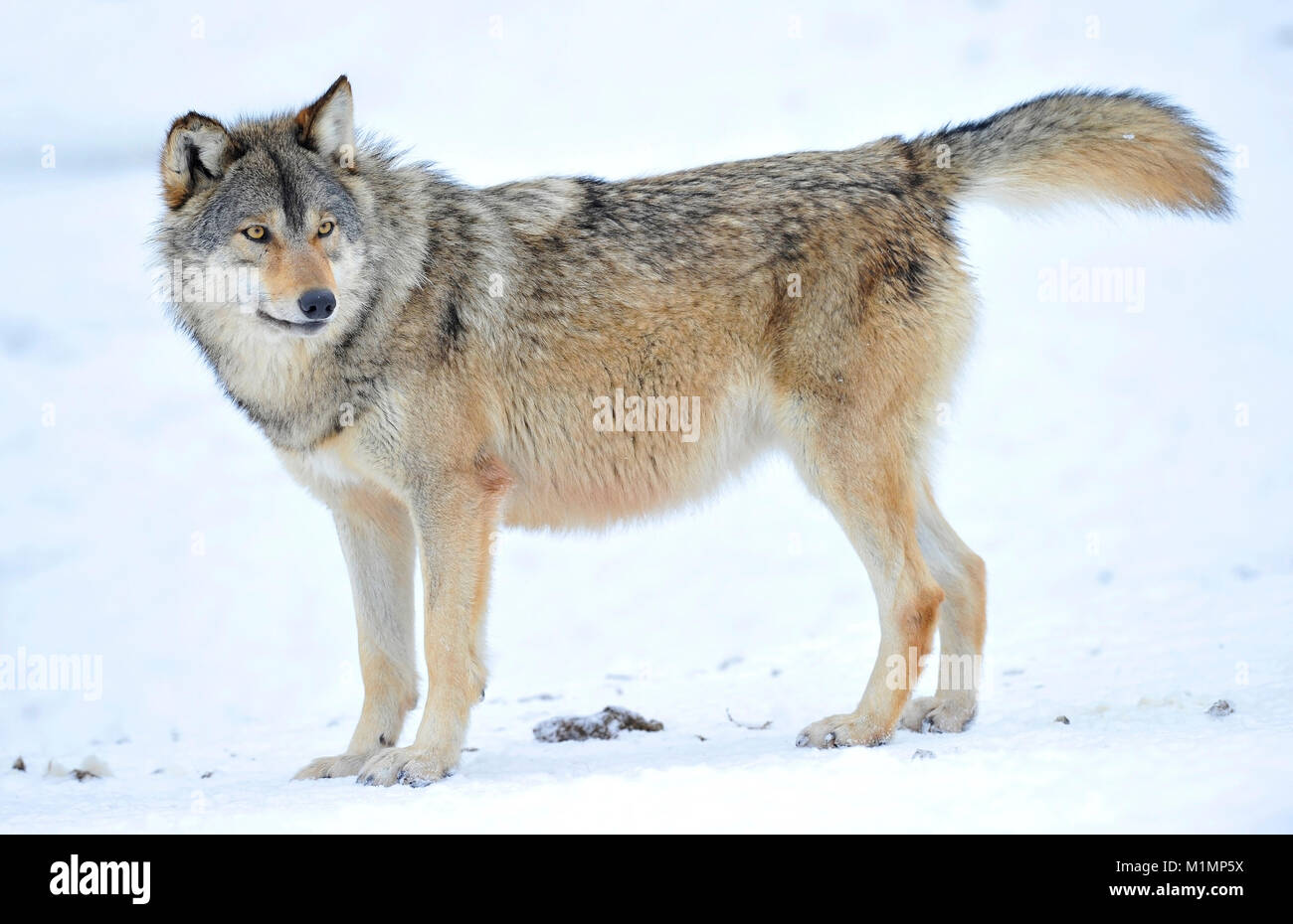 Wolf Timber Wolf Canis lupus, Wolf Timberwolf Canis lupus Stock Photo ...