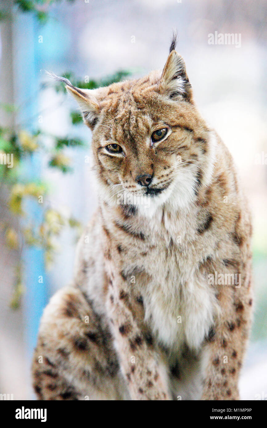 Lynx wildcat hi-res stock photography and images - Alamy