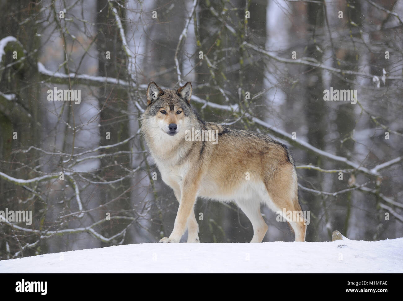 Wolf Timber Wolf Canis lupus, Wolf Timberwolf Canis lupus Stock Photo ...