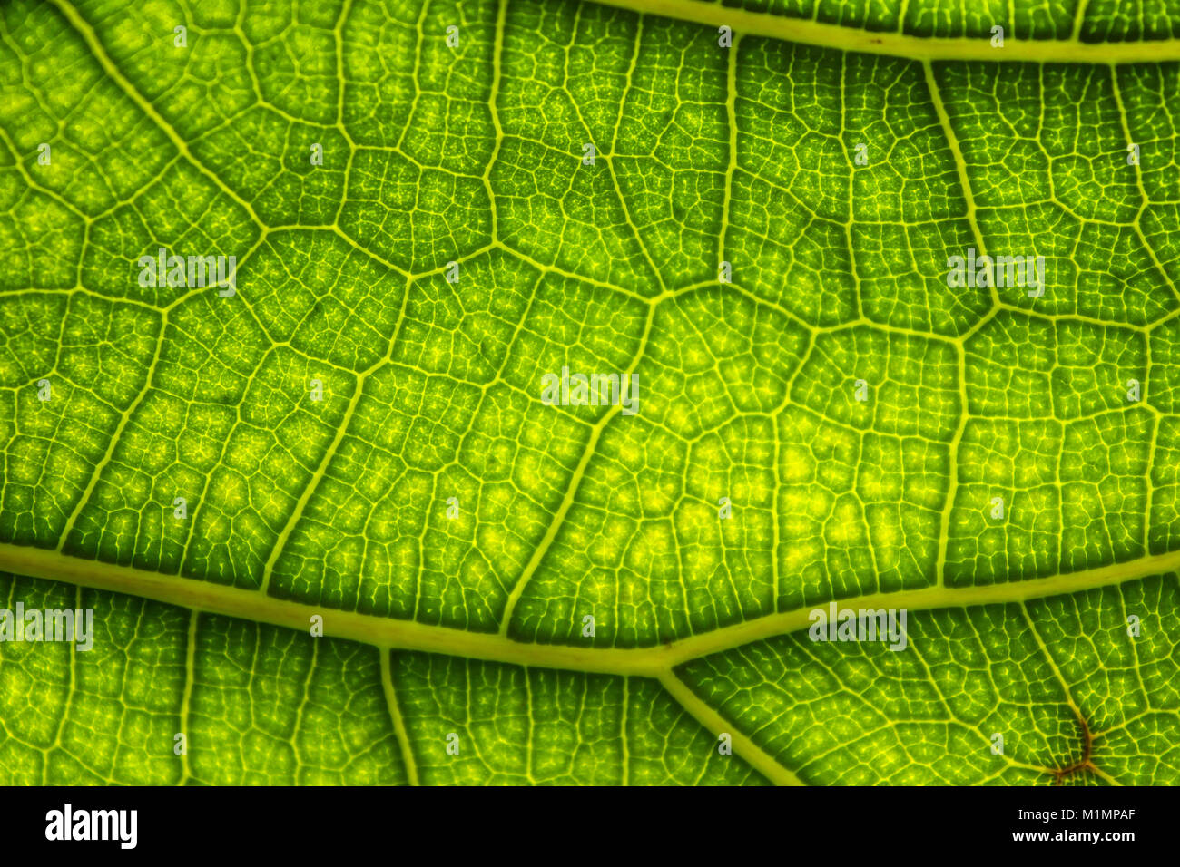Leaf veins and textures hi-res stock photography and images - Alamy