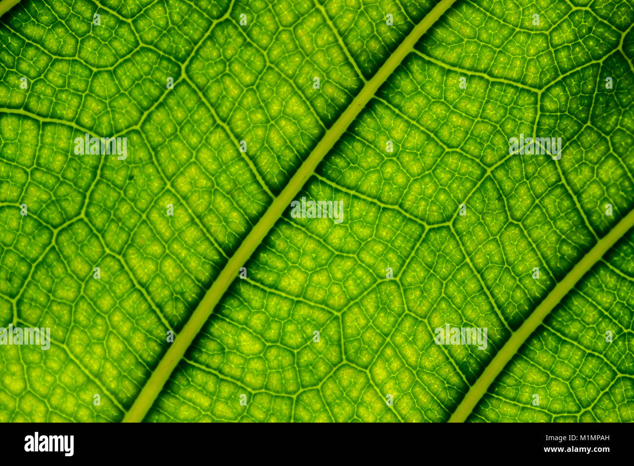 Leaf cell structure hi-res stock photography and images - Alamy