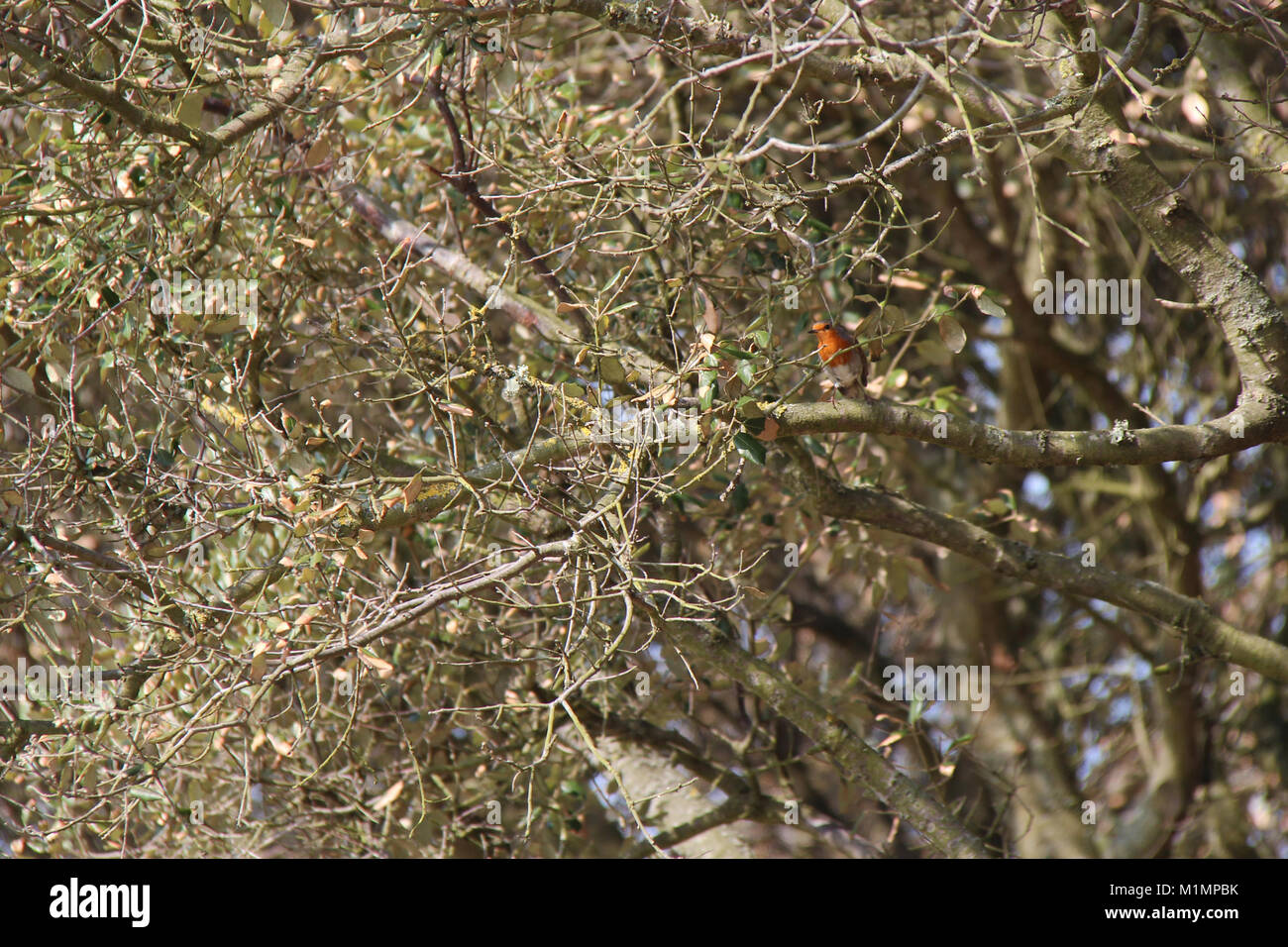 A bird (robin) in a tree in (France Stock Photo - Alamy