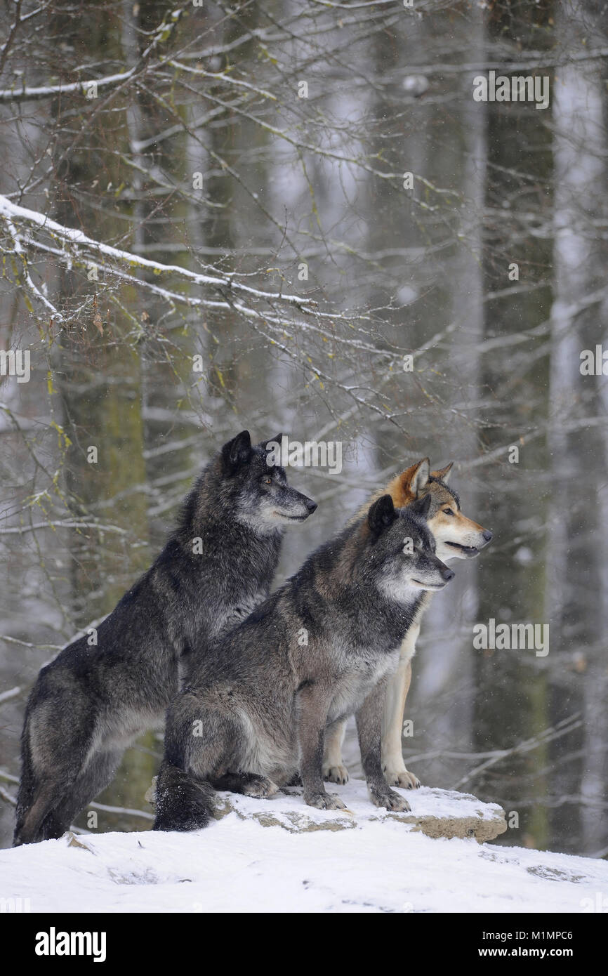 Wolf Timber Wolf Canis lupus, Wolf Timberwolf Canis lupus Stock Photo ...