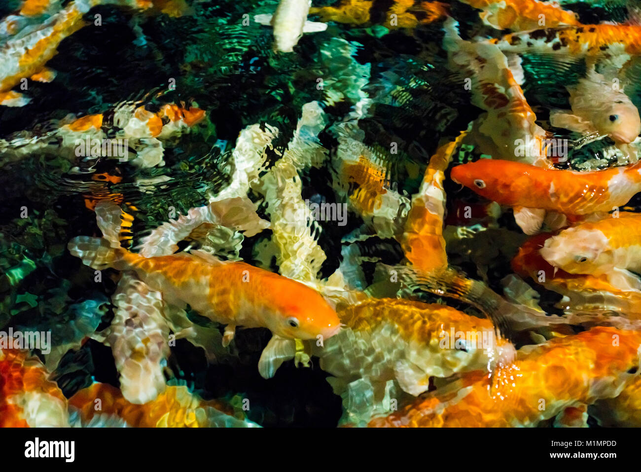 Big beautiful japanese fish hi-res stock photography and images - Alamy