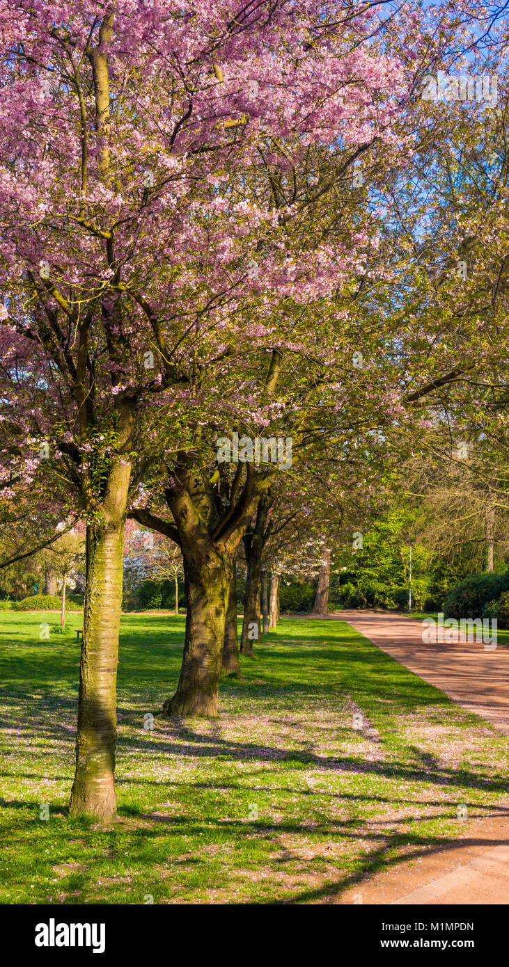 Beautiful trees in the park in spring Stock Photo - Alamy
