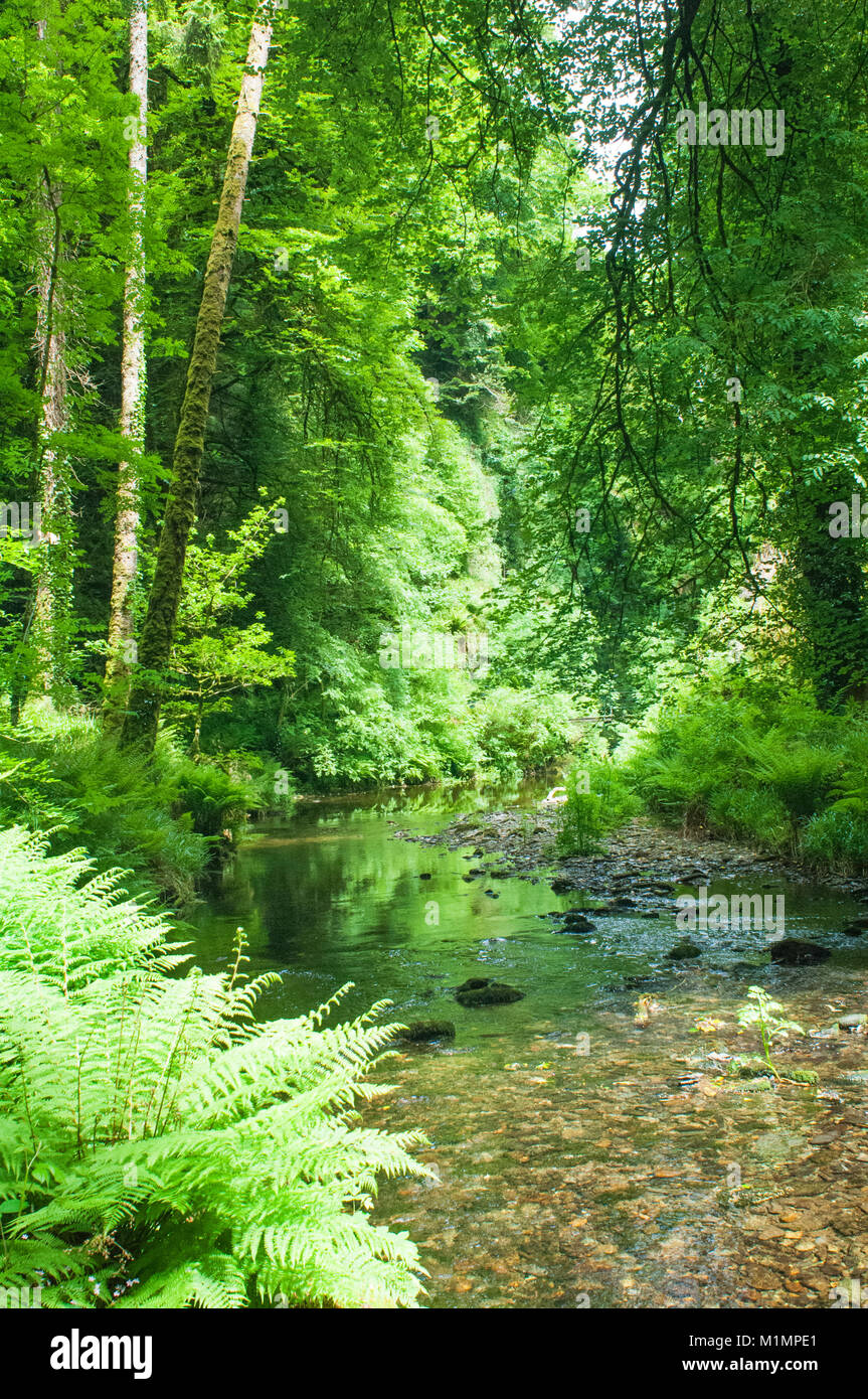 The River Lyd flowing through woodland at Lydford Gorge, Devon, UK ...