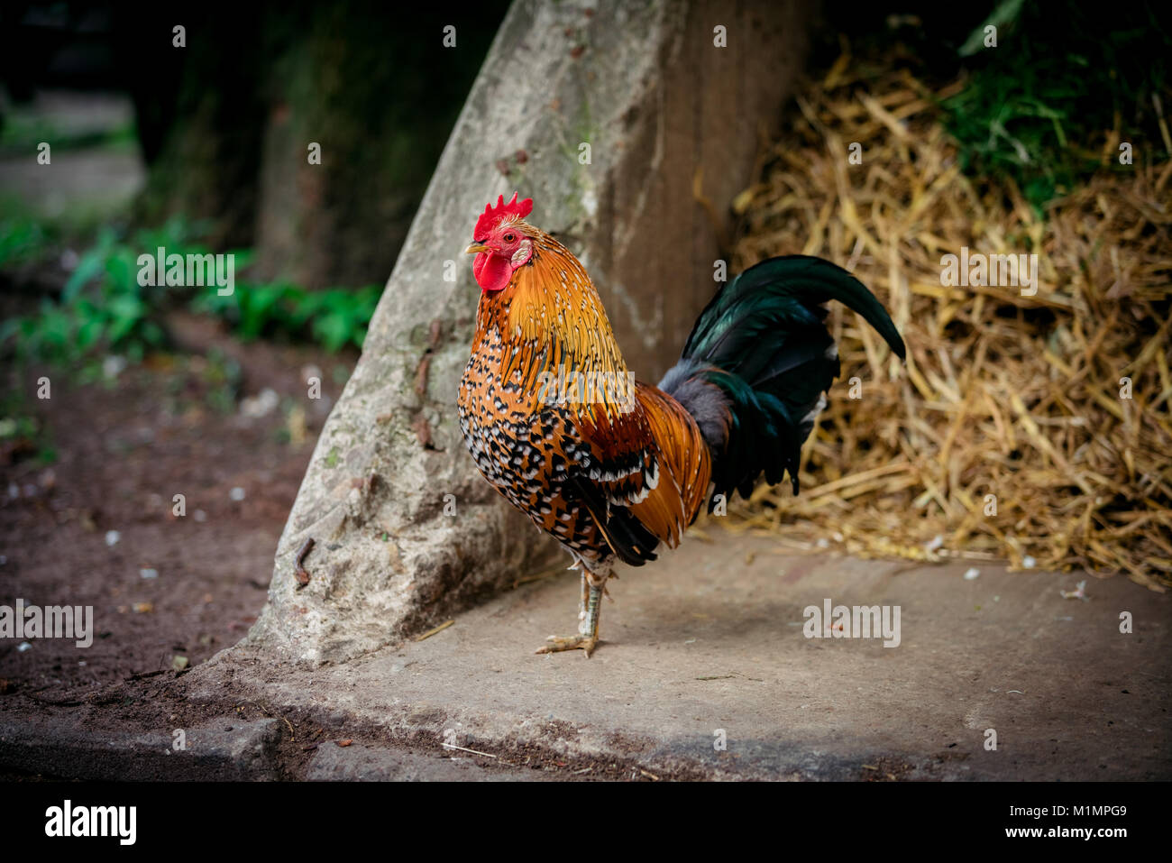 beautiful rooster. Colorful Rooster Stock Photo - Alamy