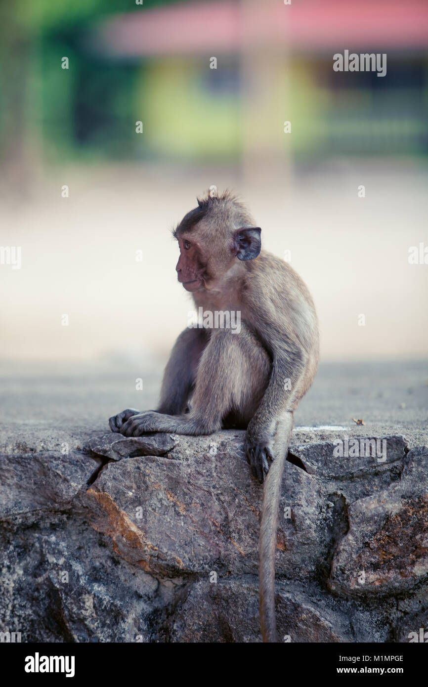 Monkey on the way. Cute monkey Stock Photo - Alamy