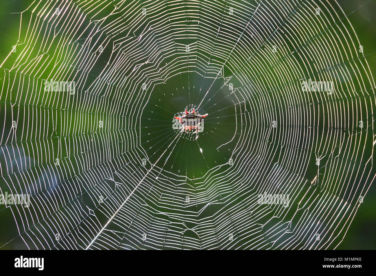 Spidernet graphic hi-res stock photography and images - Alamy
