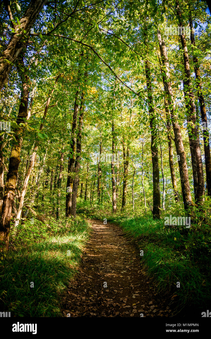 Forest landscape. Forest road Stock Photo - Alamy