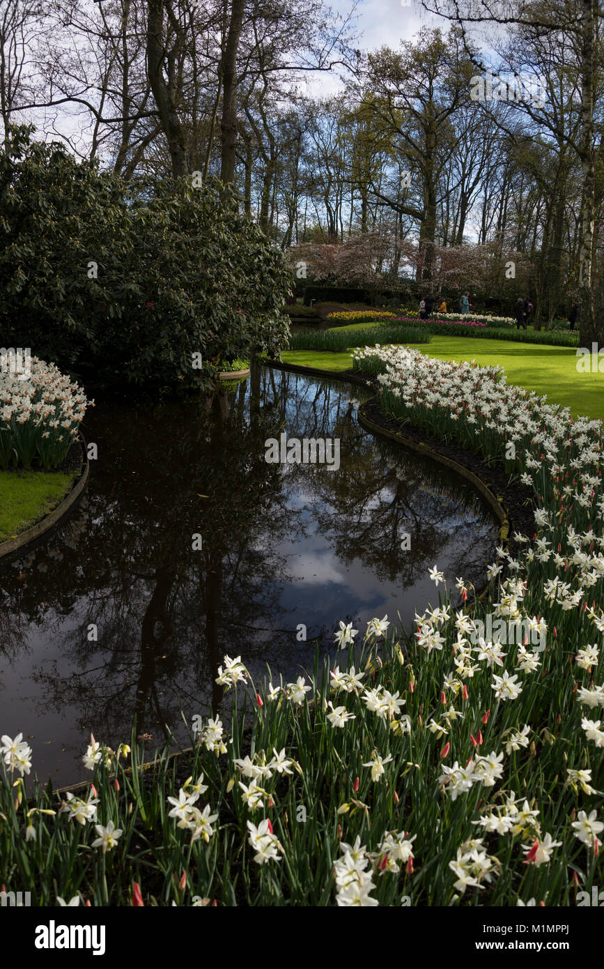 A group of daffodils on the banks of a small winding stream in the ...