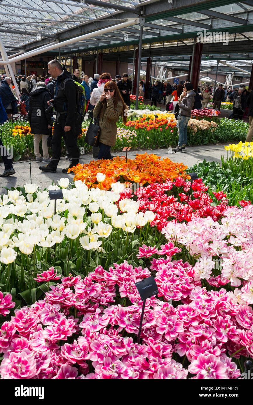 Pink tulips - Tulip Colombus with other tulips on display inside the ...