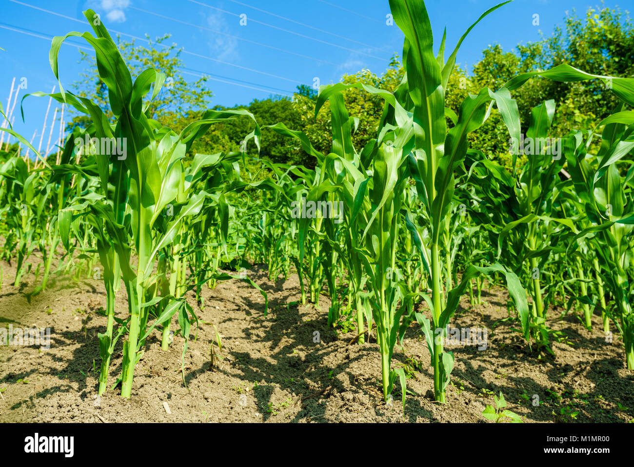 organic young corn field at agriculture field Stock Photo - Alamy