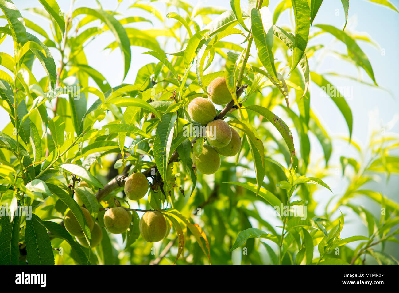 Sweet peach fruits growing on a peach tree branch Stock Photo - Alamy