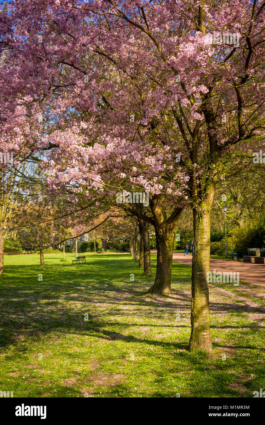 Beautiful park garden in spring. spring landscape Stock Photo - Alamy