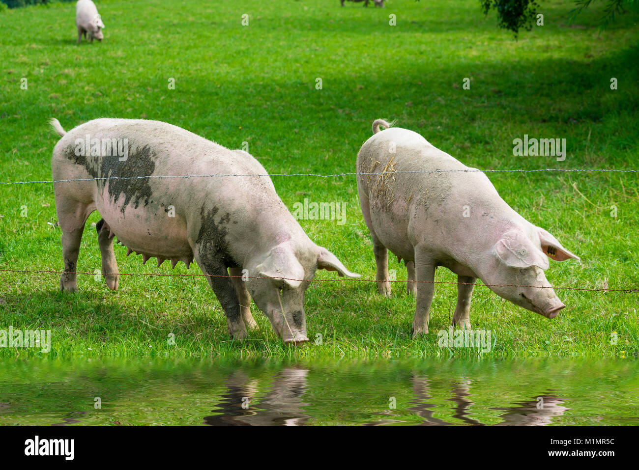 pig standing on a grass lawn. The pig on the meadow Stock Photo - Alamy