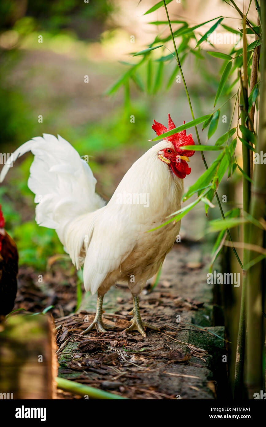 beautiful rooster. white rooster Stock Photo - Alamy