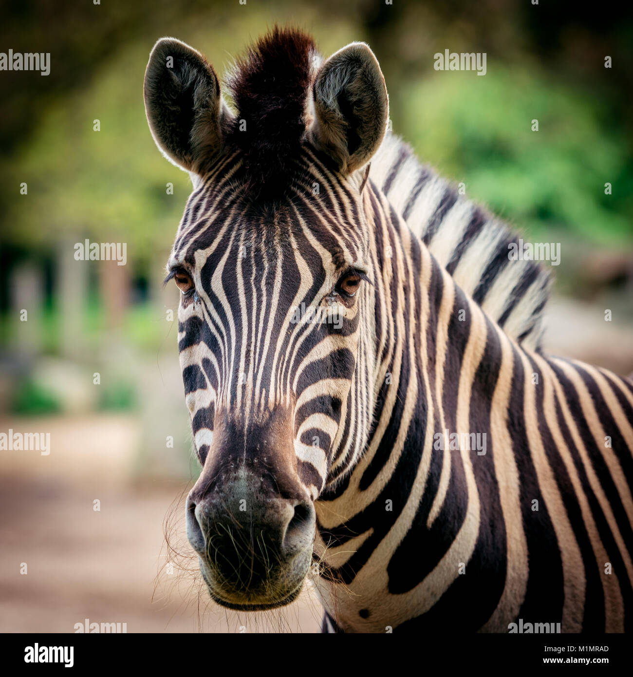 Zebra close up portrait Stock Photo - Alamy