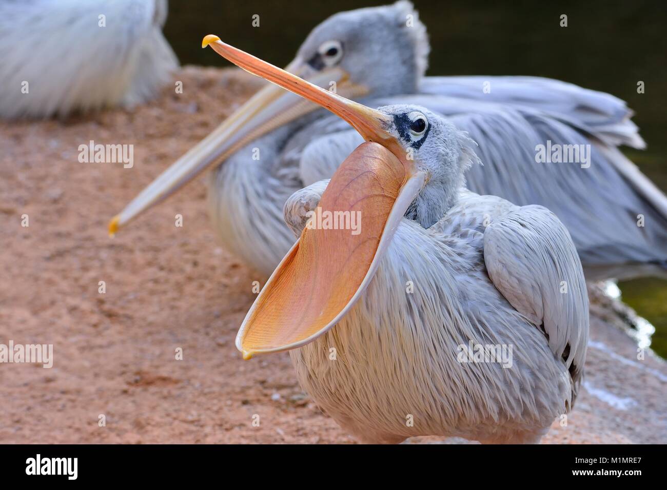 Pelican open mouth hi-res stock photography and images - Alamy