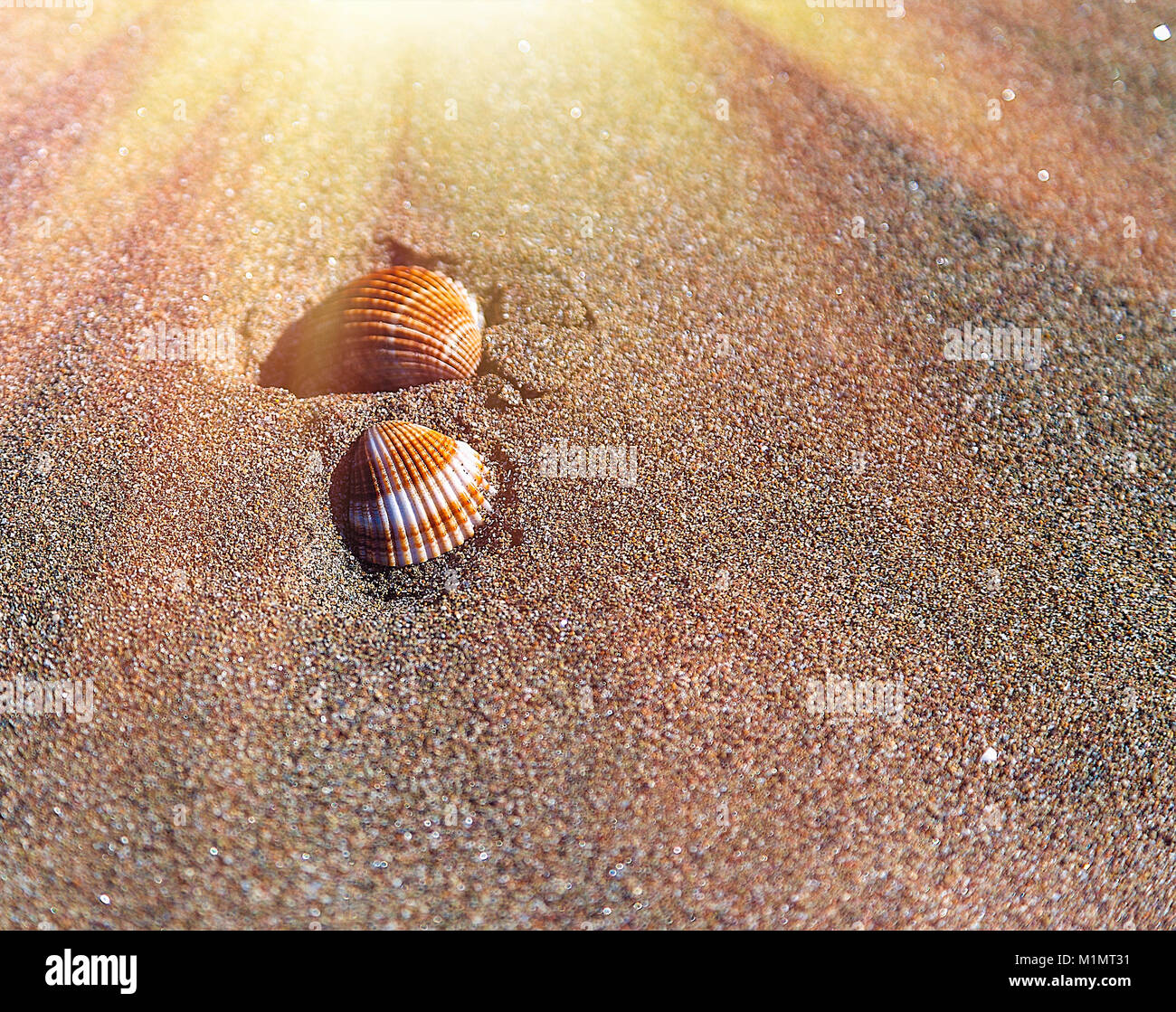 Seashell on a sandy beach . Isolated Stock Photo - Alamy