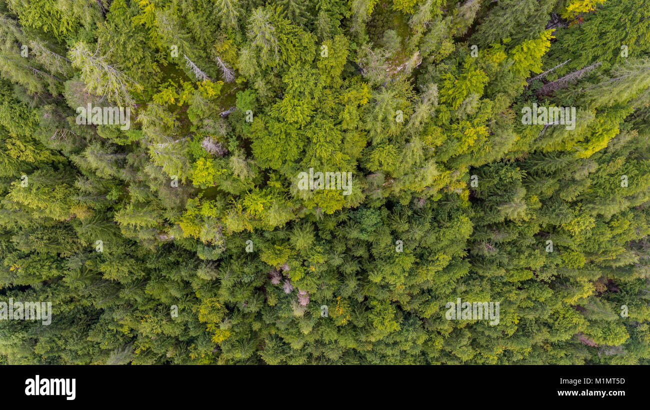 Drop down view of tree tops Stock Photo - Alamy