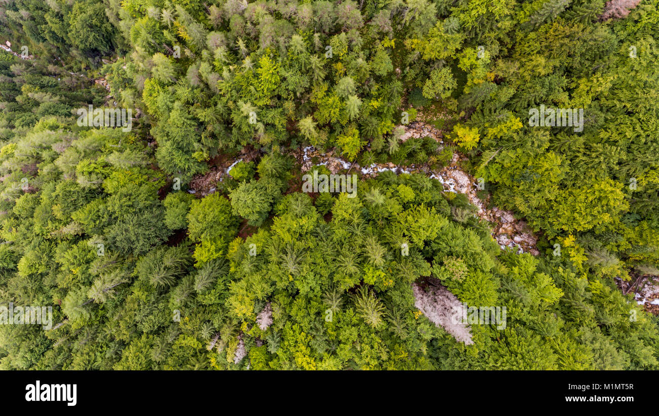 Drop down view of tree tops Stock Photo - Alamy