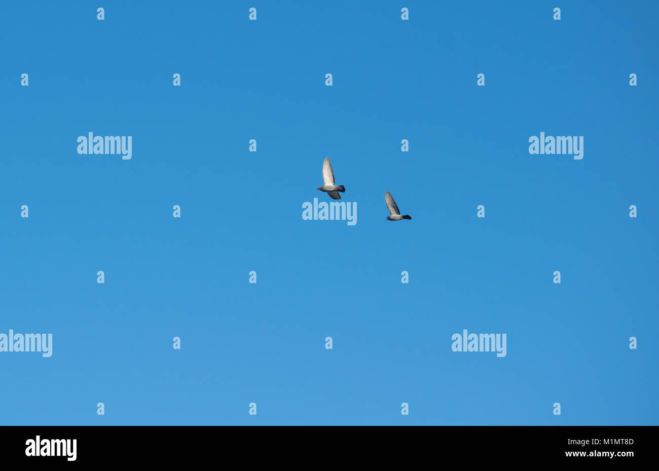 Freedom wings hi-res stock photography and images - Alamy
