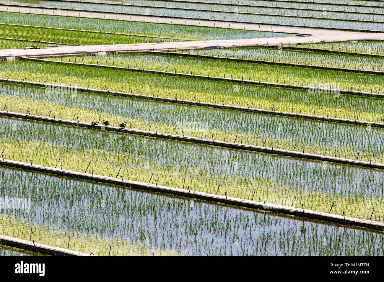 Rice fields in South Korea, Suwon Stock Photo - Alamy